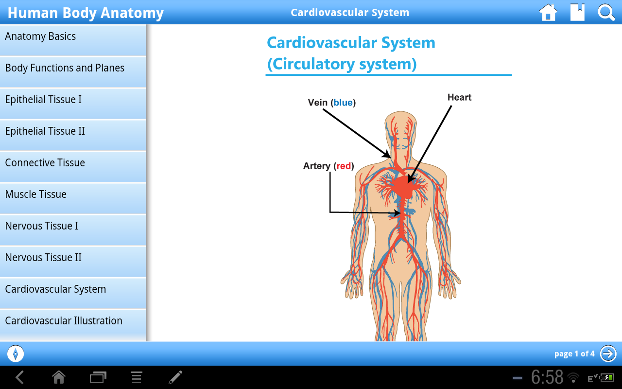 Human Body Anatomy Content ClassConnect Human Body Anatomy Content ClassConnect