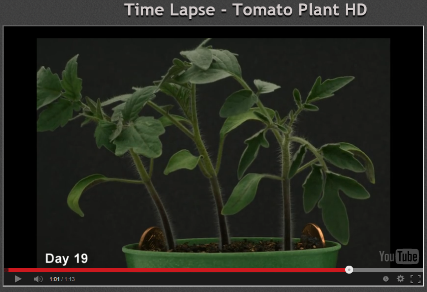 Time Lapse - Tomato Plant - Content - ClassConnect