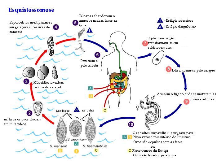 Ciclo da esquistossomose - Content - ClassConnect