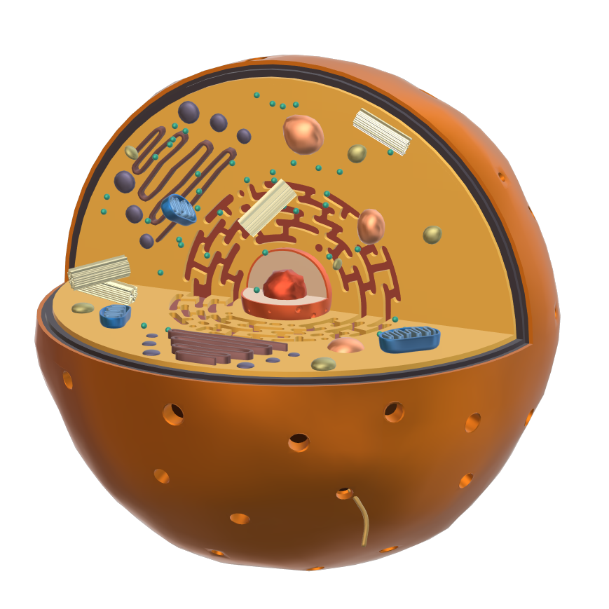 Eukaryotic Chromosome Structure Ppt Free Transparent