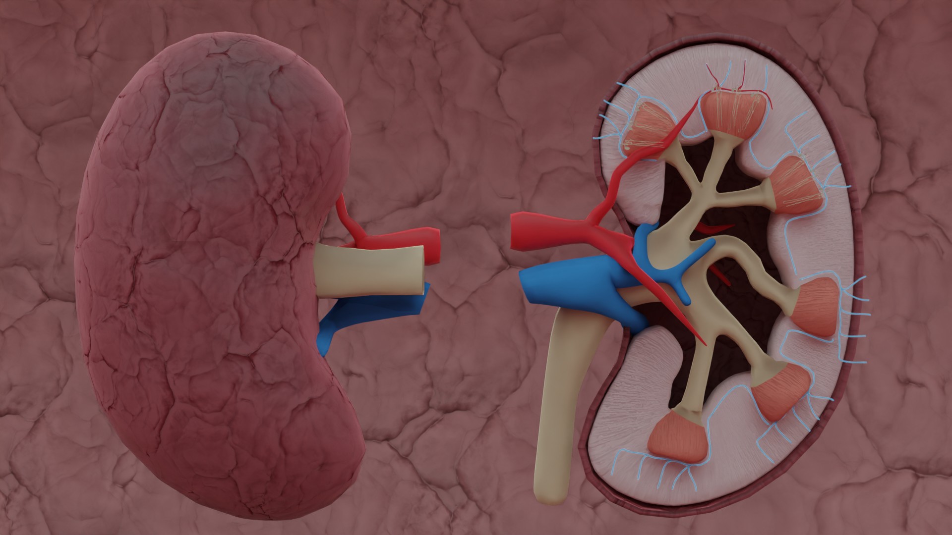 The Human Kidneys and Urinary System - Content - ClassConnect