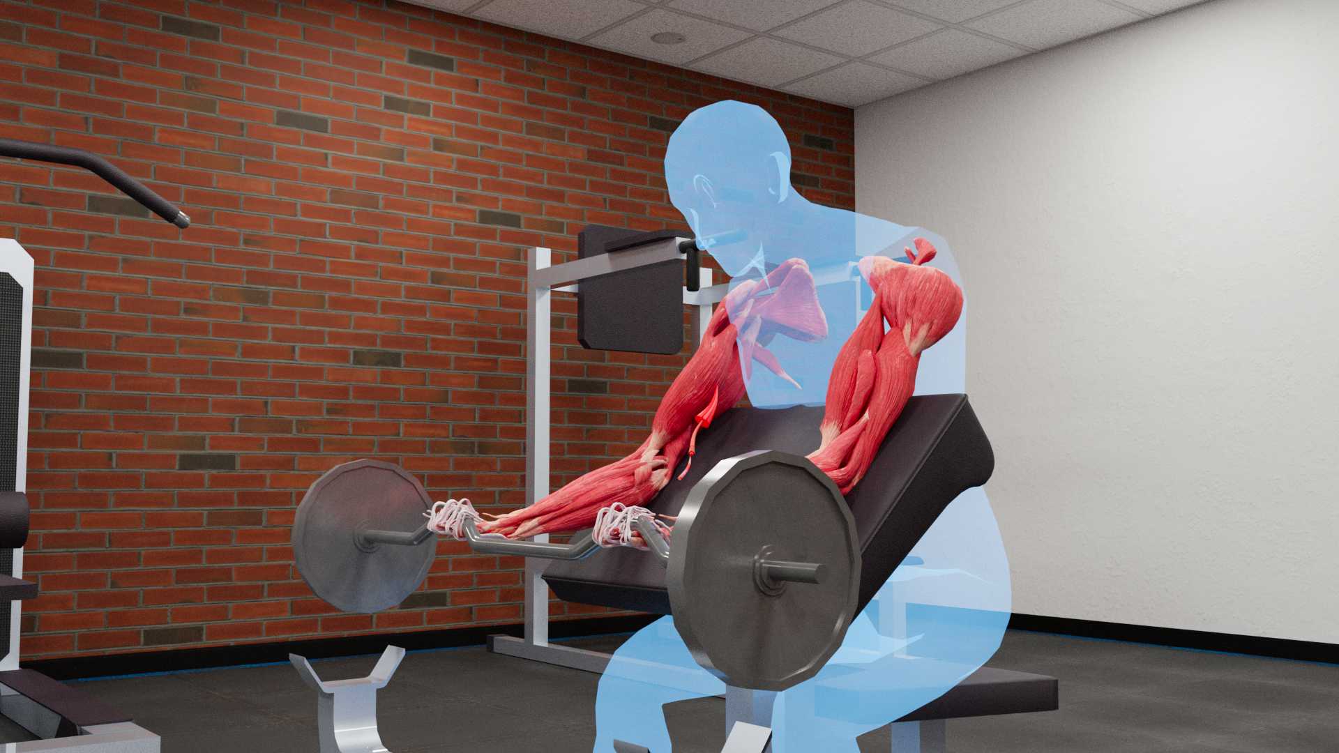 How Our Muscles Work - Content - ClassConnect